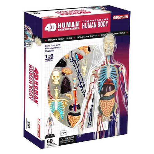 4d-master-human-anatomy-clear-human-body-toys-buy-online-in-south