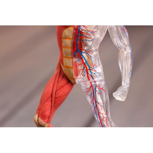 4d-master-human-anatomy-human-muscle-skeleton-anatomy-model-toys